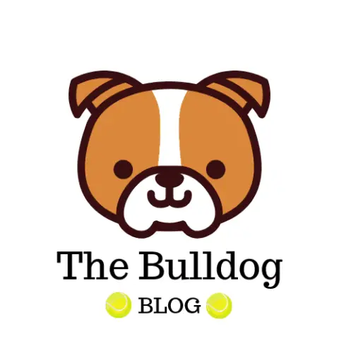 How to Stop Your English Bulldog from Biting: 14 Confirmed Strategies ...