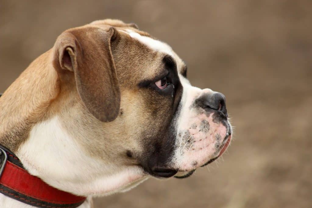 American Bulldogs and Bad Breath. Tips to Freshen Bad Breath – The ...