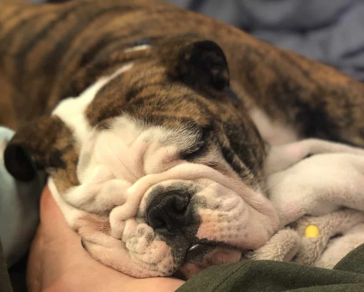 English Bulldogs’ Sleep: Patterns and Needs – The Bulldog Blog