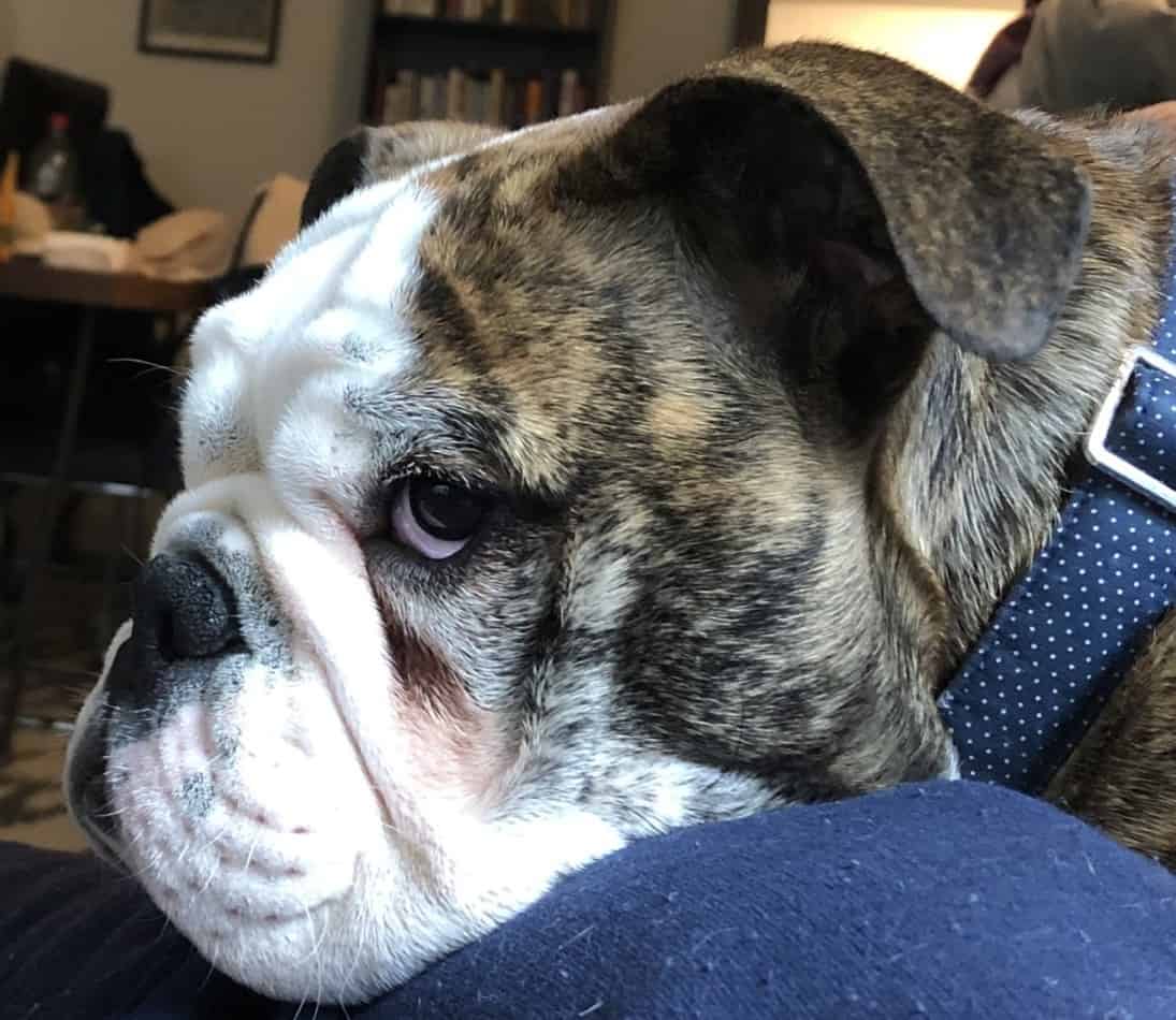 What do Dogs See and how Does Their Vision Compare to Ours? – The ...